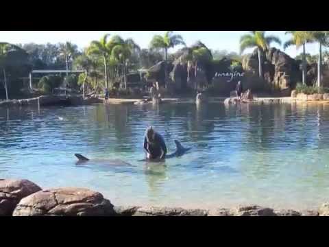 Dolphins at SeaWorld, Gold Coast, Queensland - YouTube