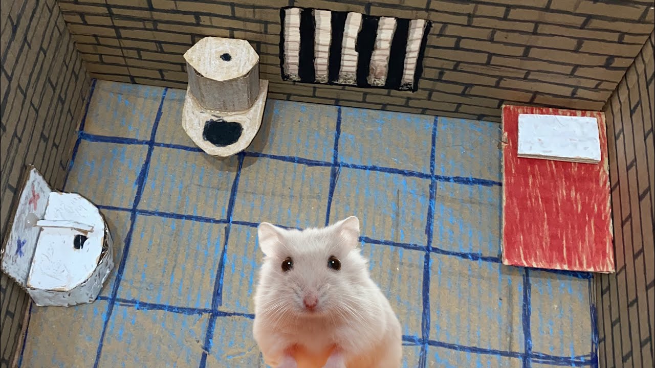 🐹 Hamster escapes the awesome maze for Pets in real life 🐹 in Hamster ...