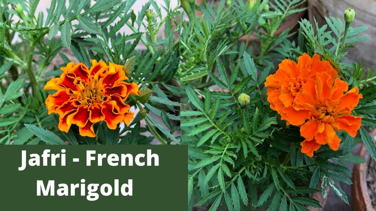 How to grow French Marigold Jafari - urdu/ Hindi - YouTube
