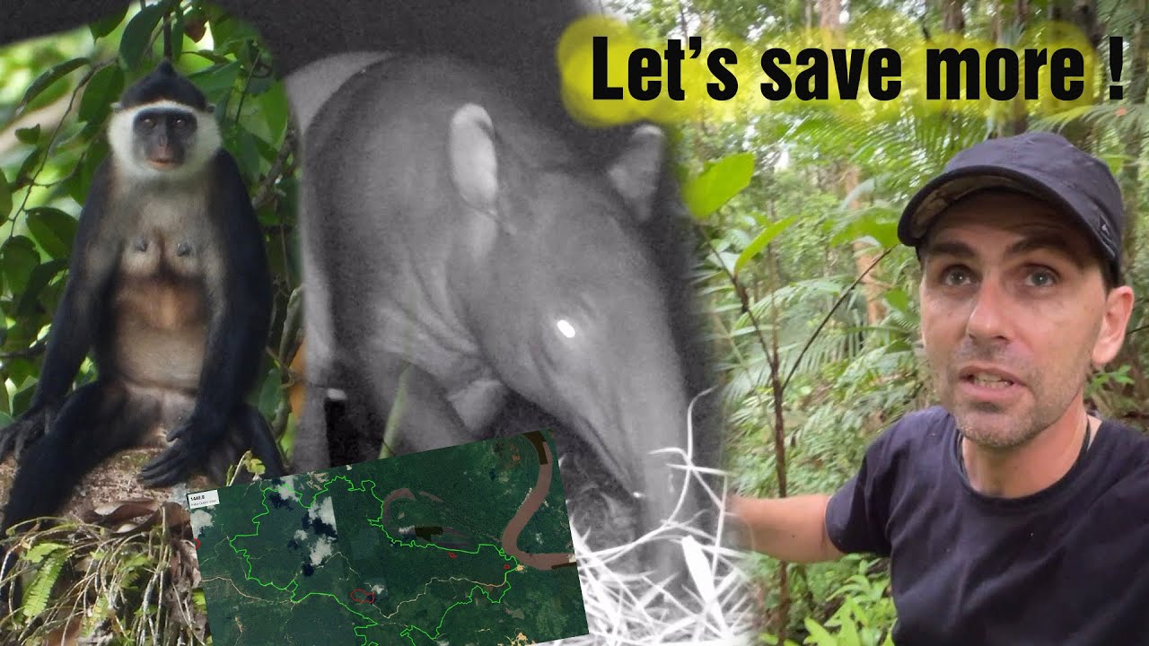 Kalaweit - For the safeguard of biodiversity in Indonesia