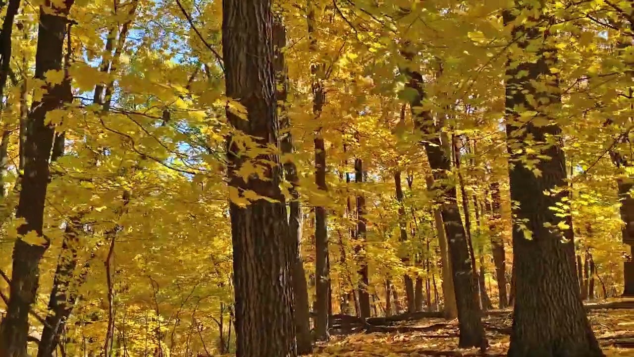 Lake Maria State Park Walk Along - YouTube