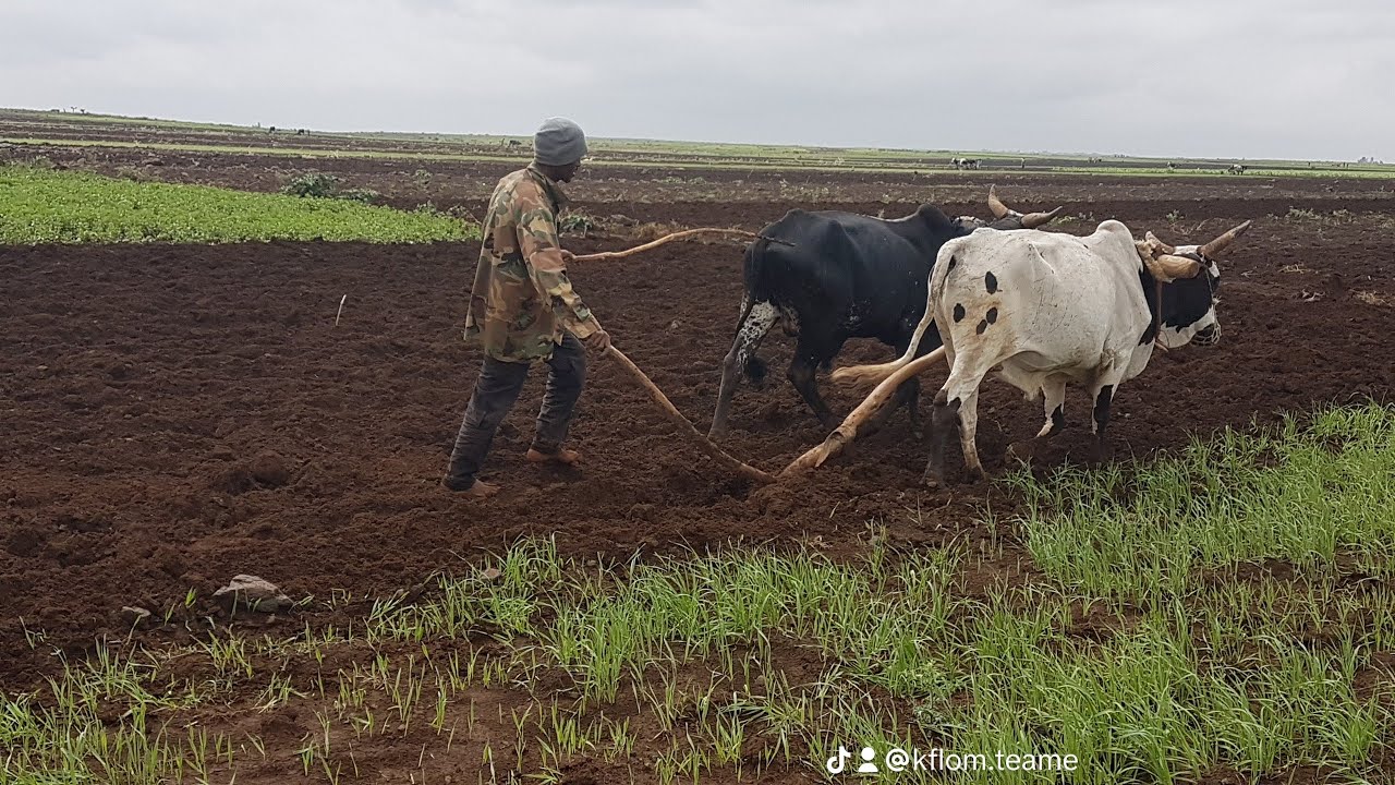 Eritrean awdamet abune libanos guhchia ab Jermen - YouTube
