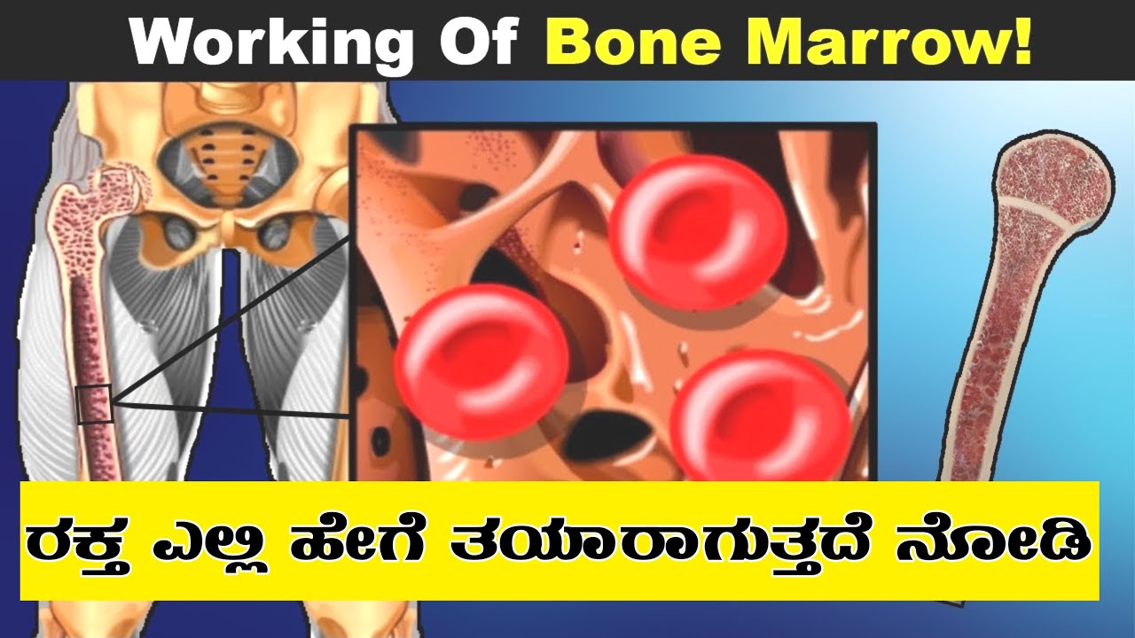 How Blood Cells Are Produced Inside Bone Marrow? | Stem Cells And Blood ...