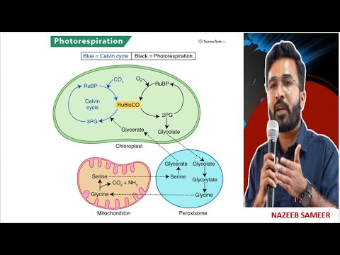 Photorespiration- Easy Explanation by Nazeeb Sameer - YouTube