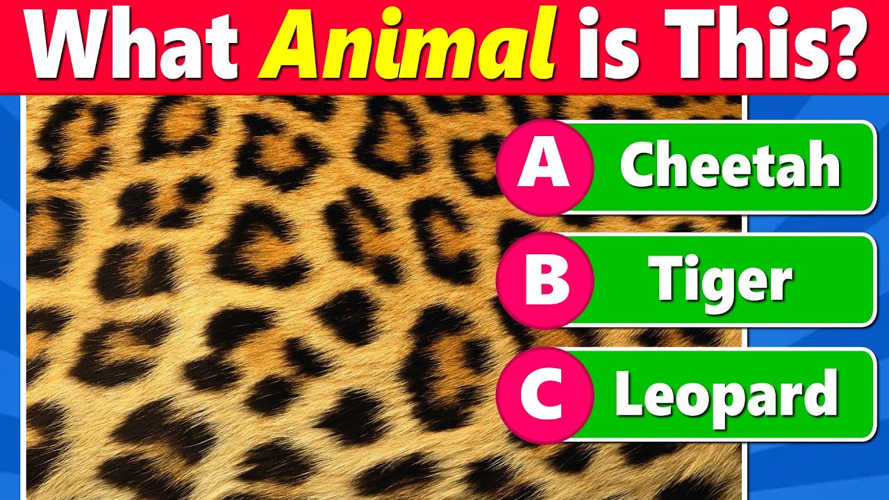 Guess the Animal by Their Unique Textures & Patterns 🐾🔎 - YouTube