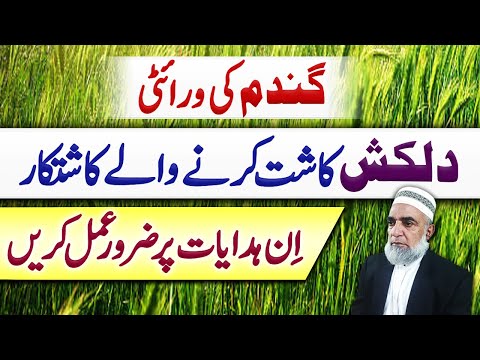 Tips for better yield of Dilkash wheat variety || Crop Reformer