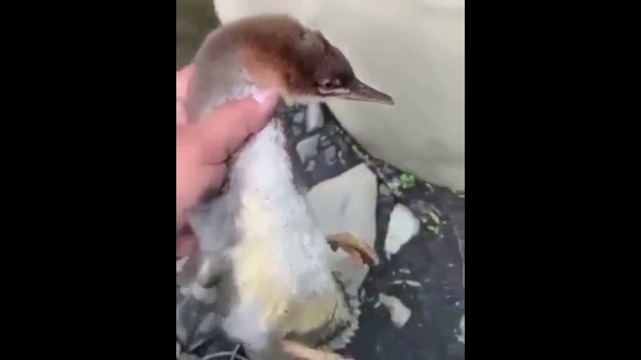 Fastest duck ever! - YouTube