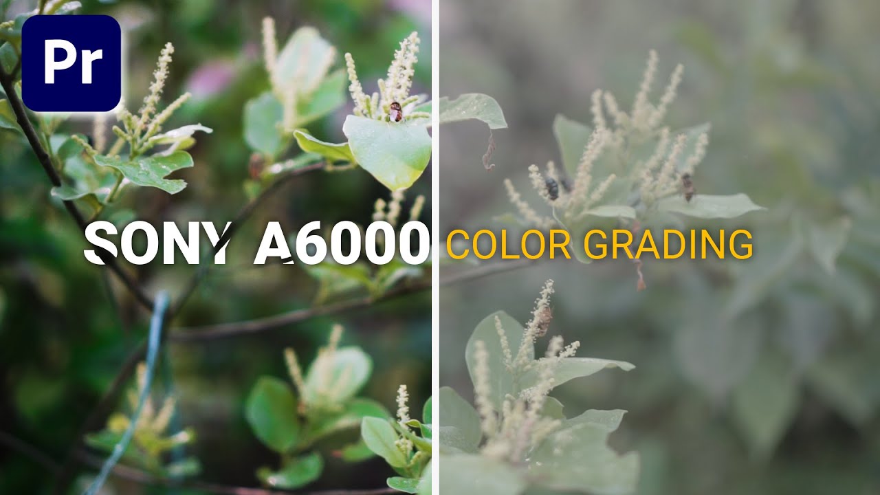 Sony a6000 Color Grading in Premiere Pro - YouTube