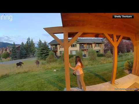 Doorbell camera captures Montana woman’s close encounter with mama moose