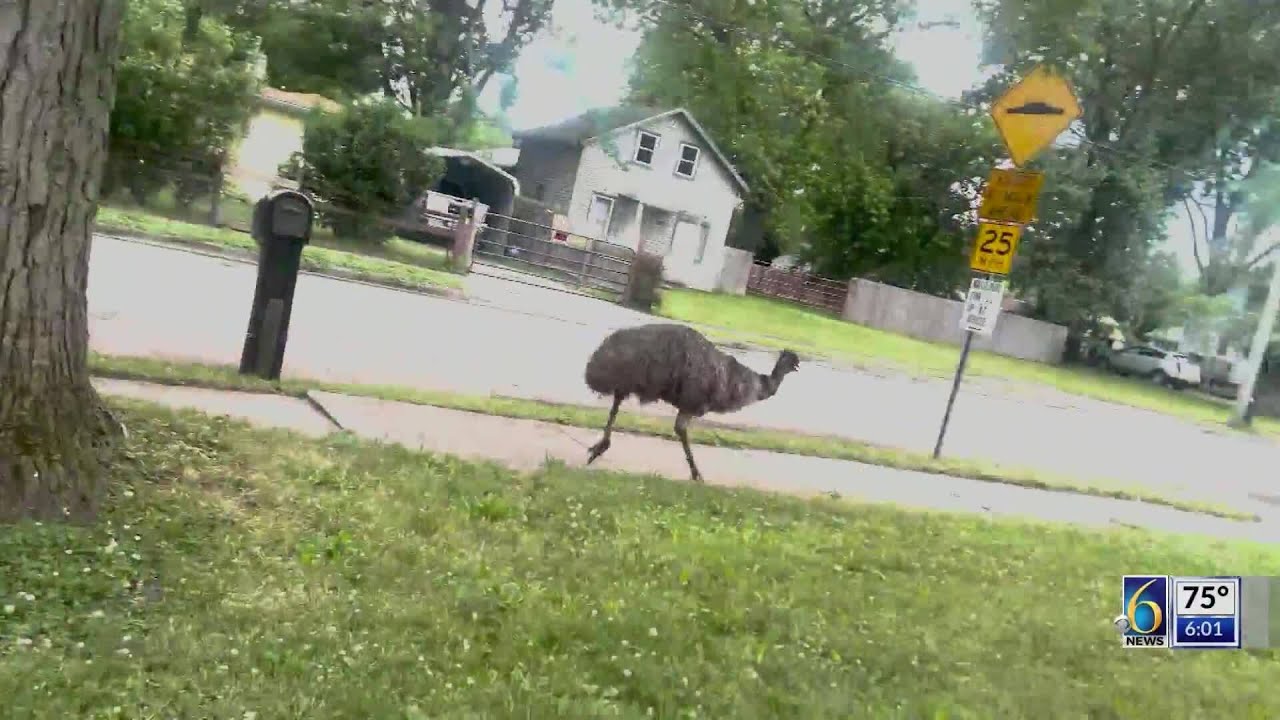Owner of escaped emu has long history with Animal Control - YouTube
