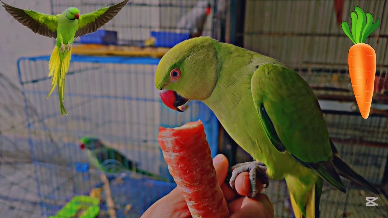 RINGNECK Parrot Eating Carrot 🥕🦜 | Relaxing Bird Video - YouTube
