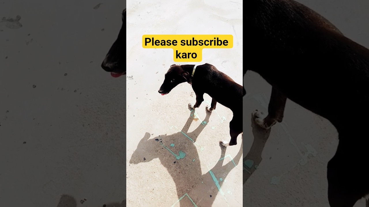 A रेस्क्यू dog #🥰50short #minivilog स्ट्रीट dog #Please like karo # ...