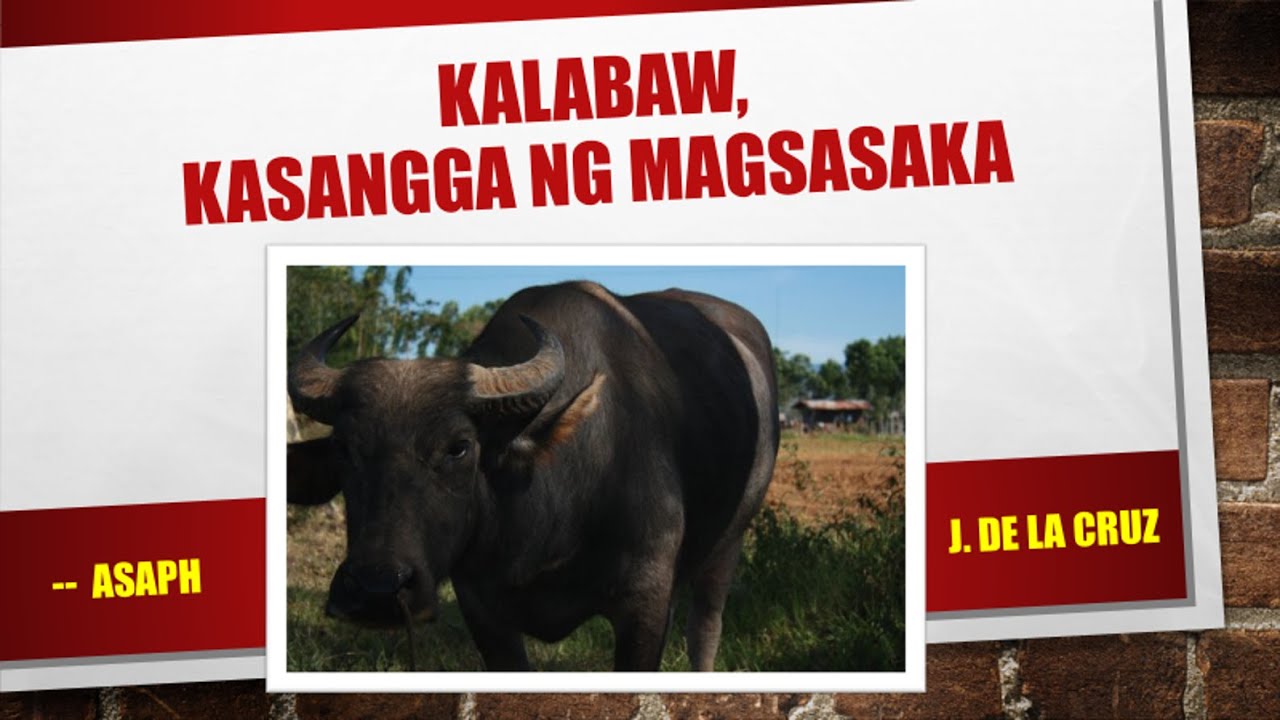 Kalabaw Kasangga Ng Magsasaka | Tagalog Illustrated and Spoken Poetry ...