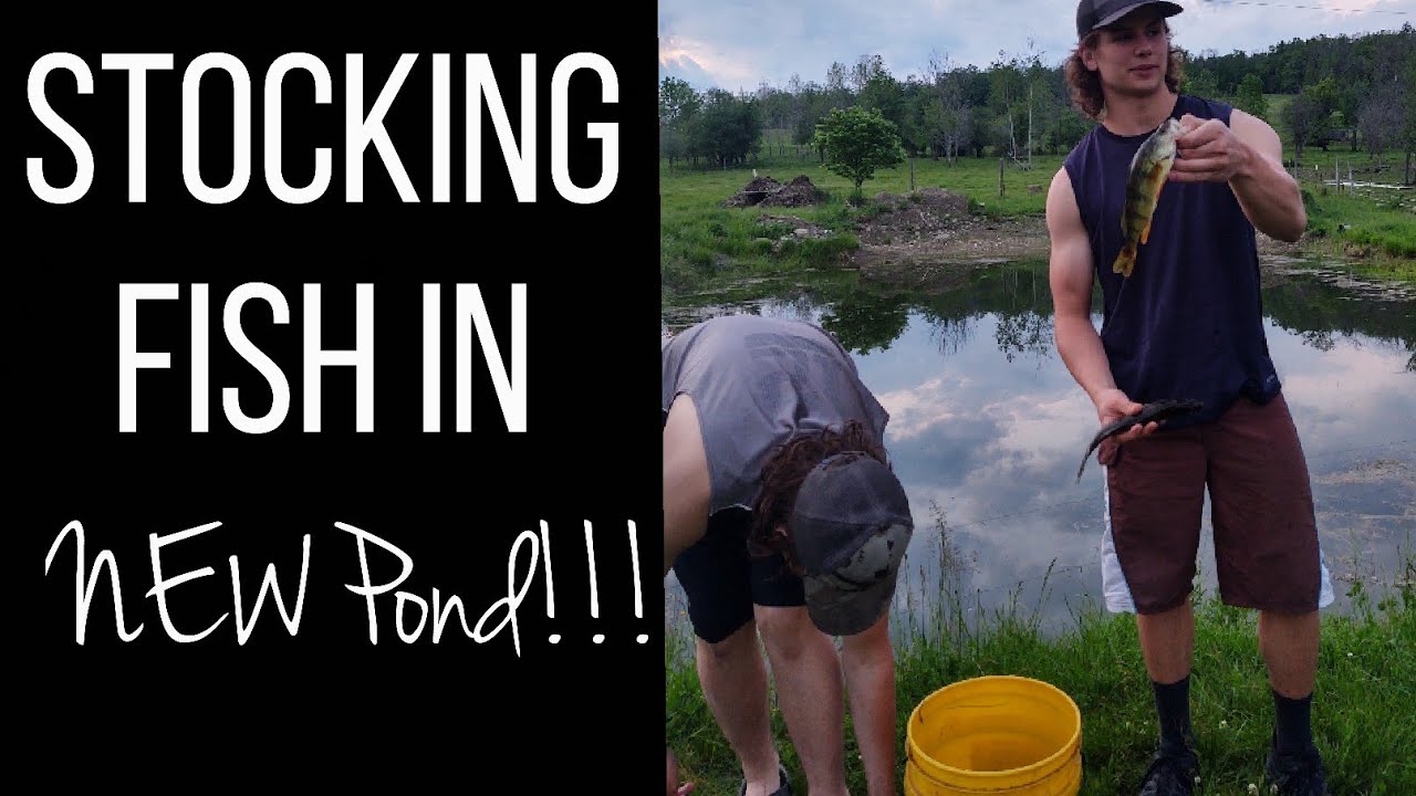 Stocking New Fishing Pond!!! (Crappie, Perch, Sunfish, Bluegill...) - YouTube