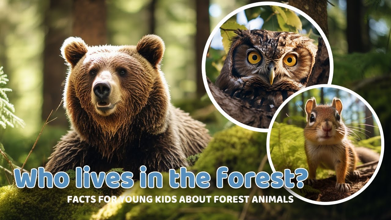 Bear, Owl, Deer and More Forest Animals! 🌳🦊🐻 - YouTube
