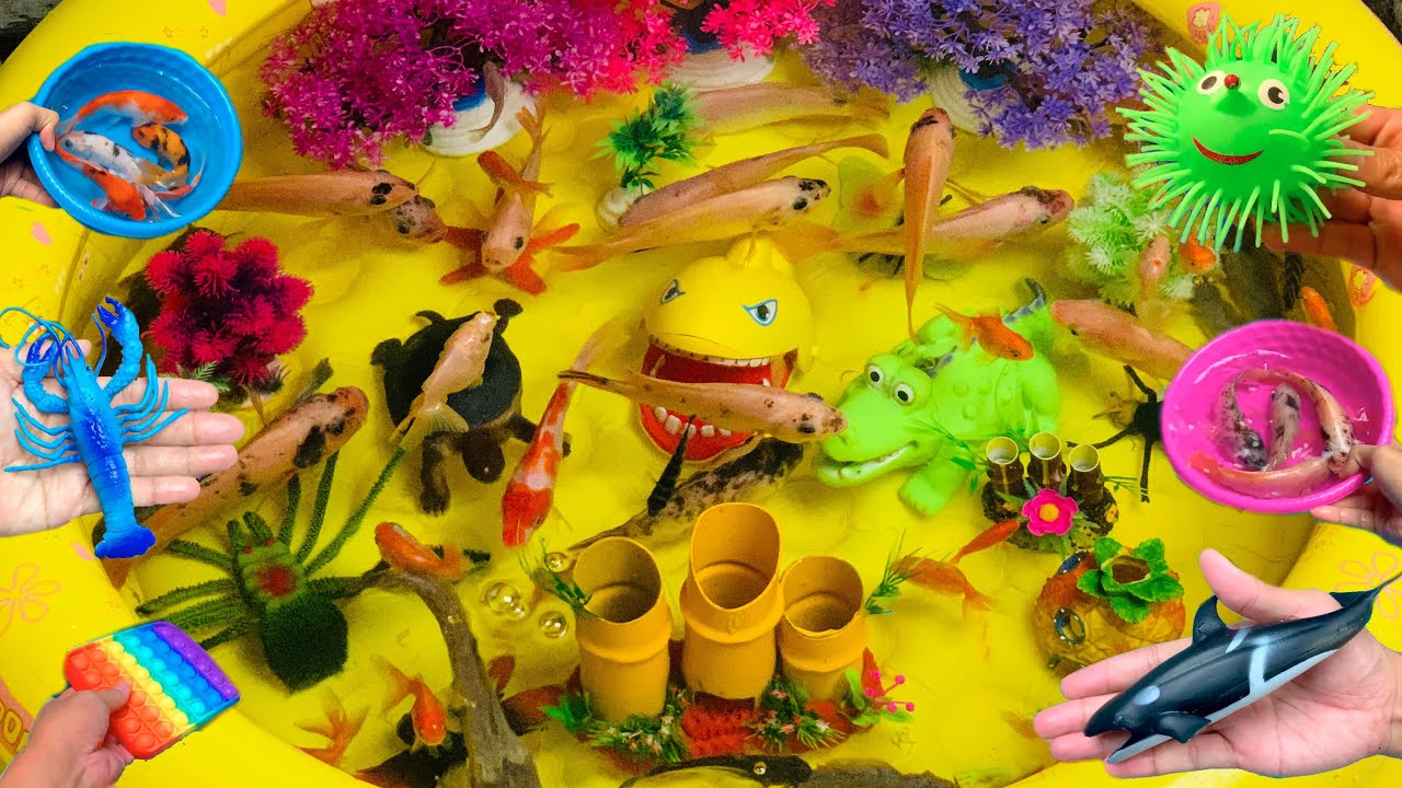 Animals, Goldfish, Koi, Catfish, Parrot Fish, Crocodile, Whale, Shark ...