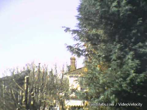 Time Lapse Trees - YouTube