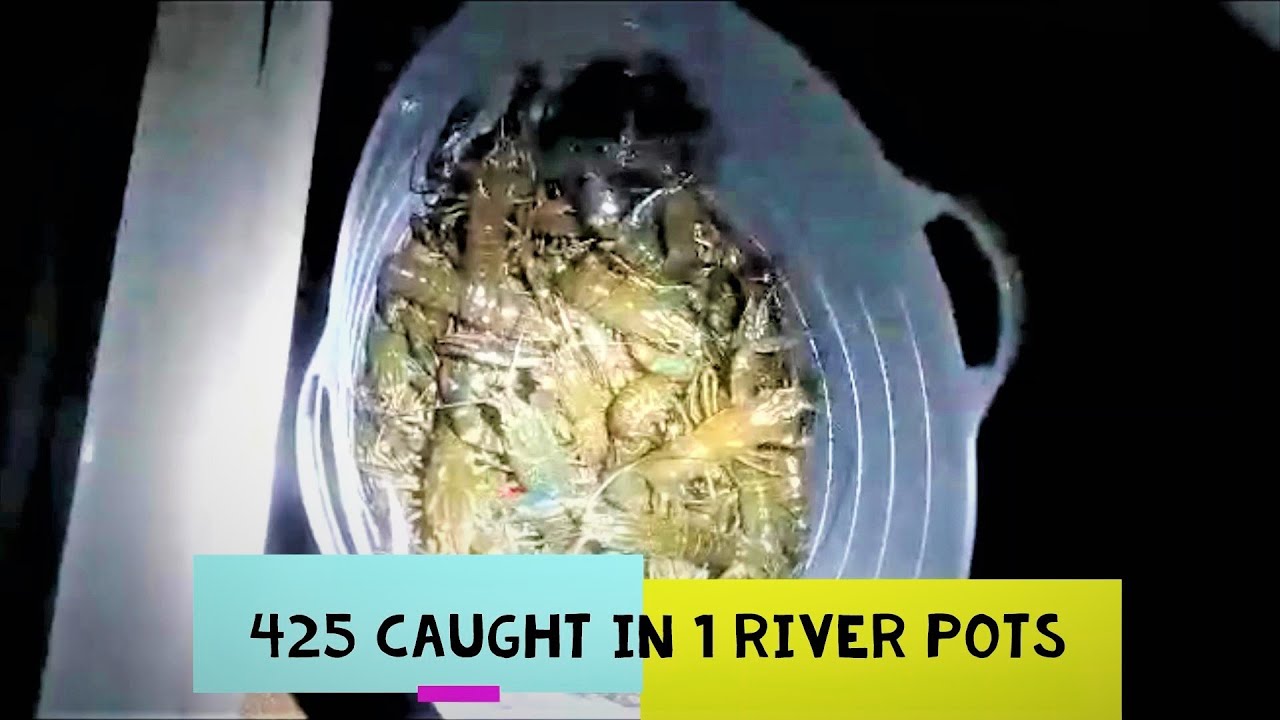 RED CLAW WHERE THEY'RE CATCHING RED CLAW IN QUEENSLAND 4 FISHING ...