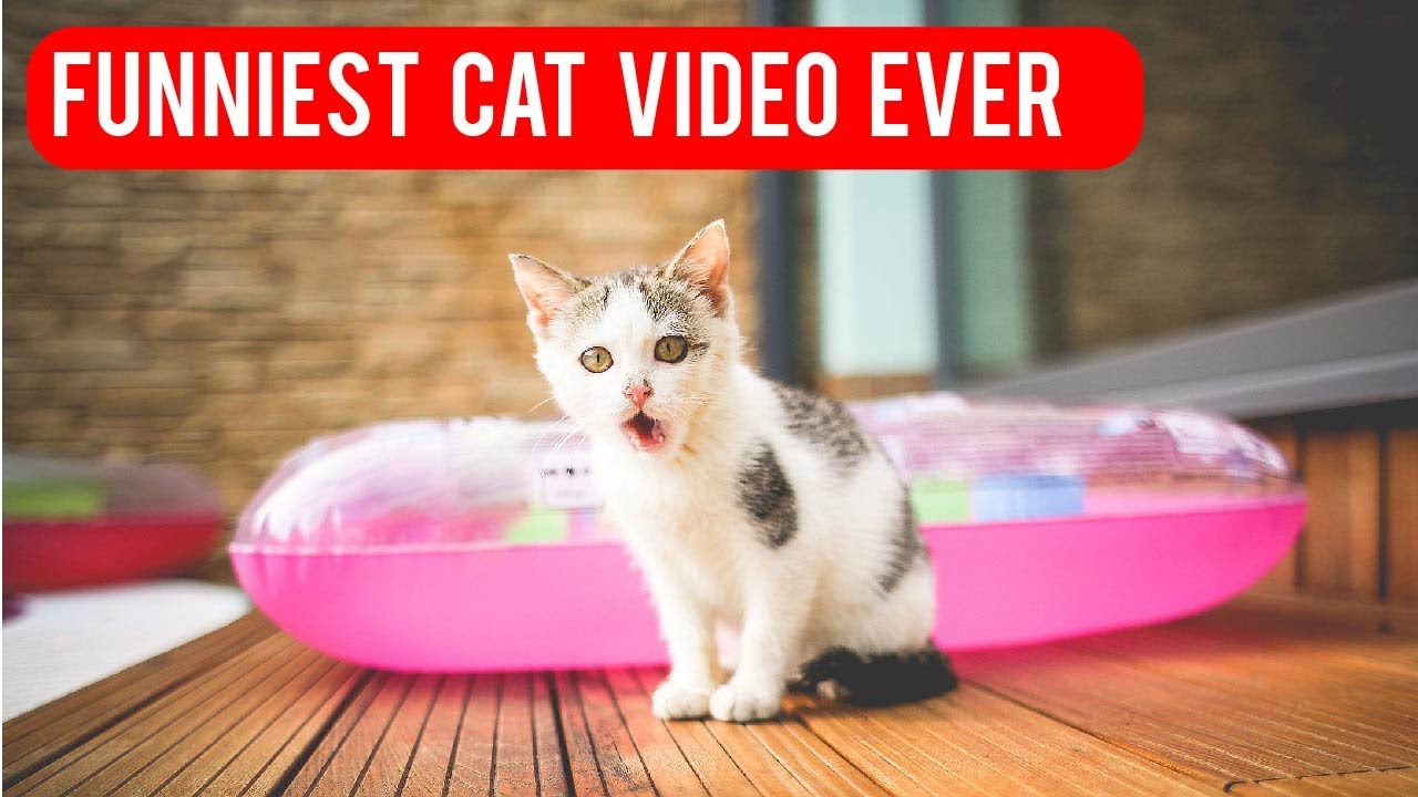 The Cutest and Funniest Cat Videos That Will Make Your Day Better - YouTube