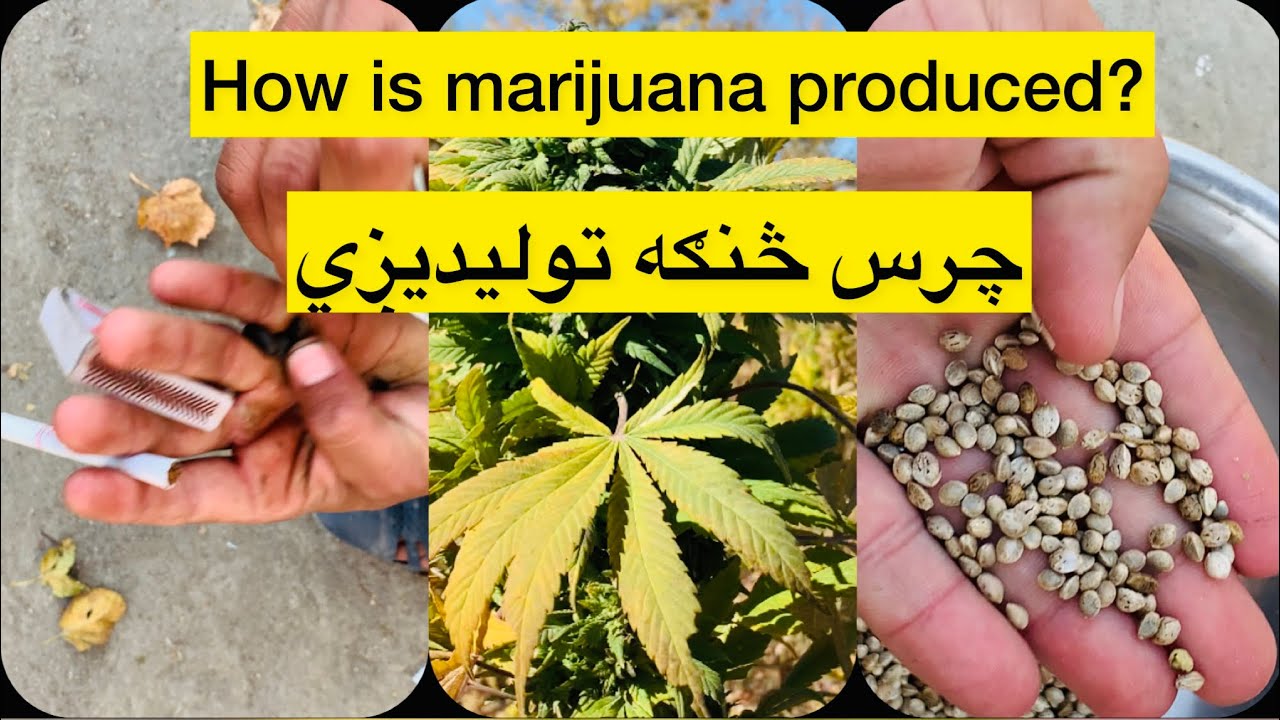 What Is Marijuana How It Produce Chars New Video 2022 HD YouTube what-is-marijuana-how-it-produce-chars-new-video-2022-hd-youtube