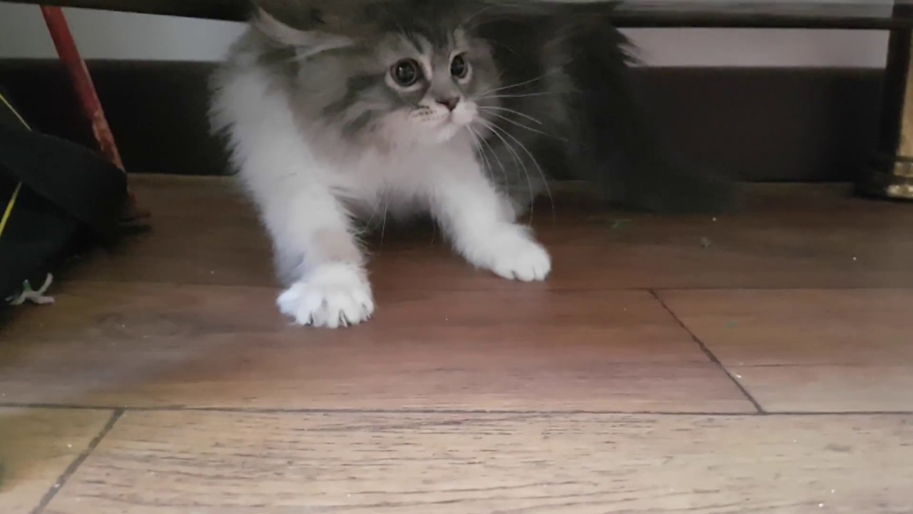 즈이카쿠의 하악질 (Norwegian Forrest Cat shrieks) - YouTube