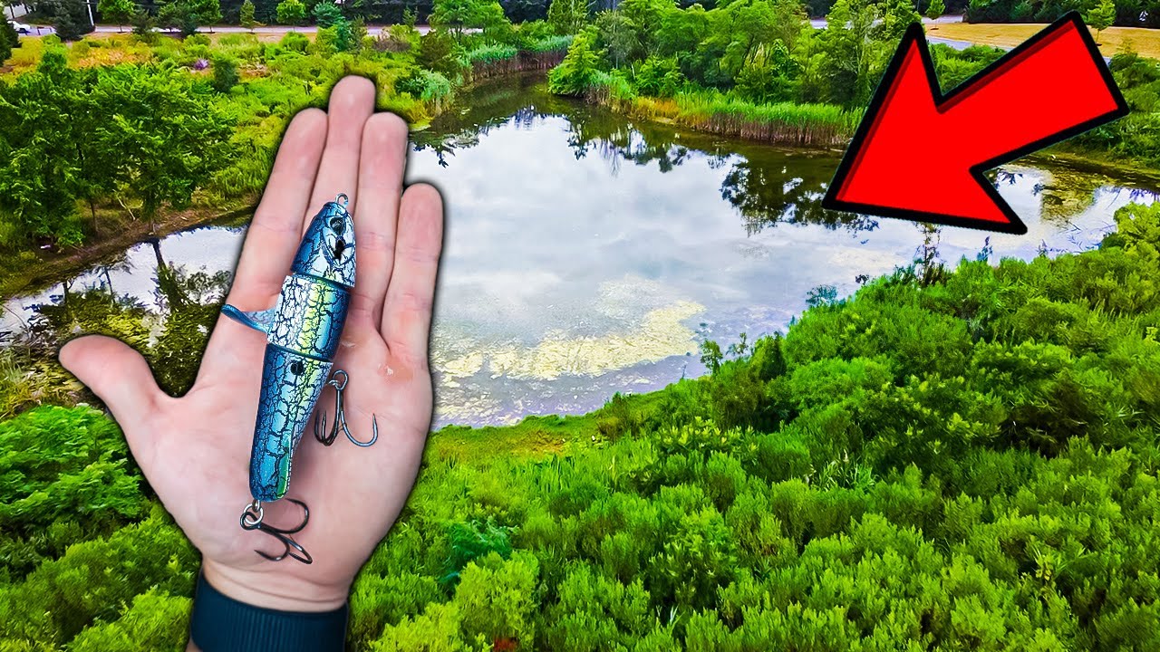 This TINY Pond Has So MANY BIG Fish!!! - YouTube