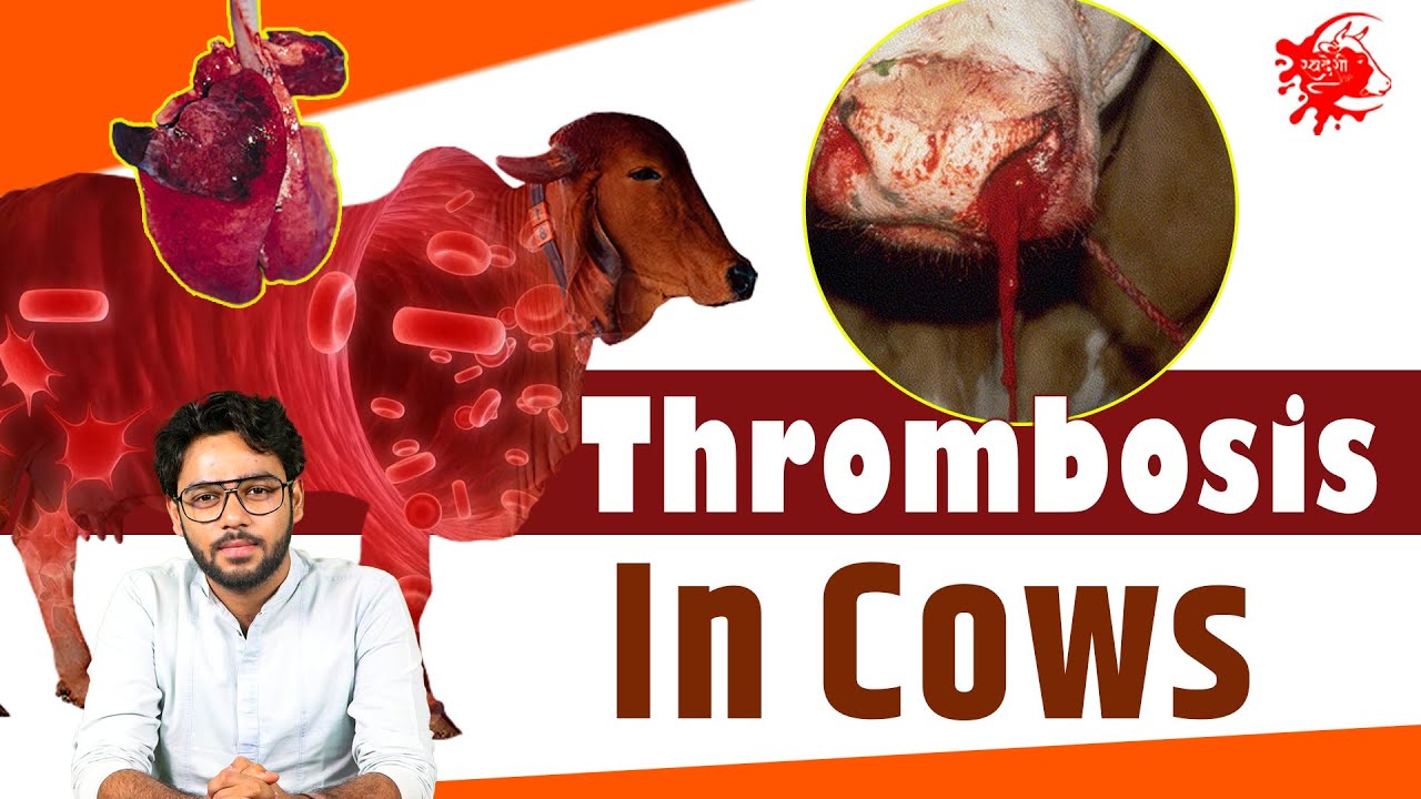 Deep Vein Thrombosis in Cows| थ्रोम्बोसिस| Diagnosis, Symptoms, Causes ...