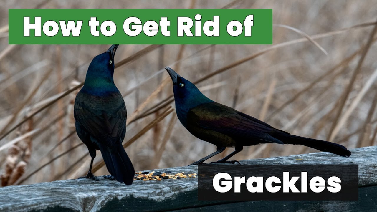 How to Get Rid of Grackles Forever - Guaranteed! - YouTube