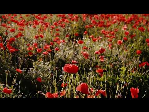Un magnifique champ de coquelicots 🌺