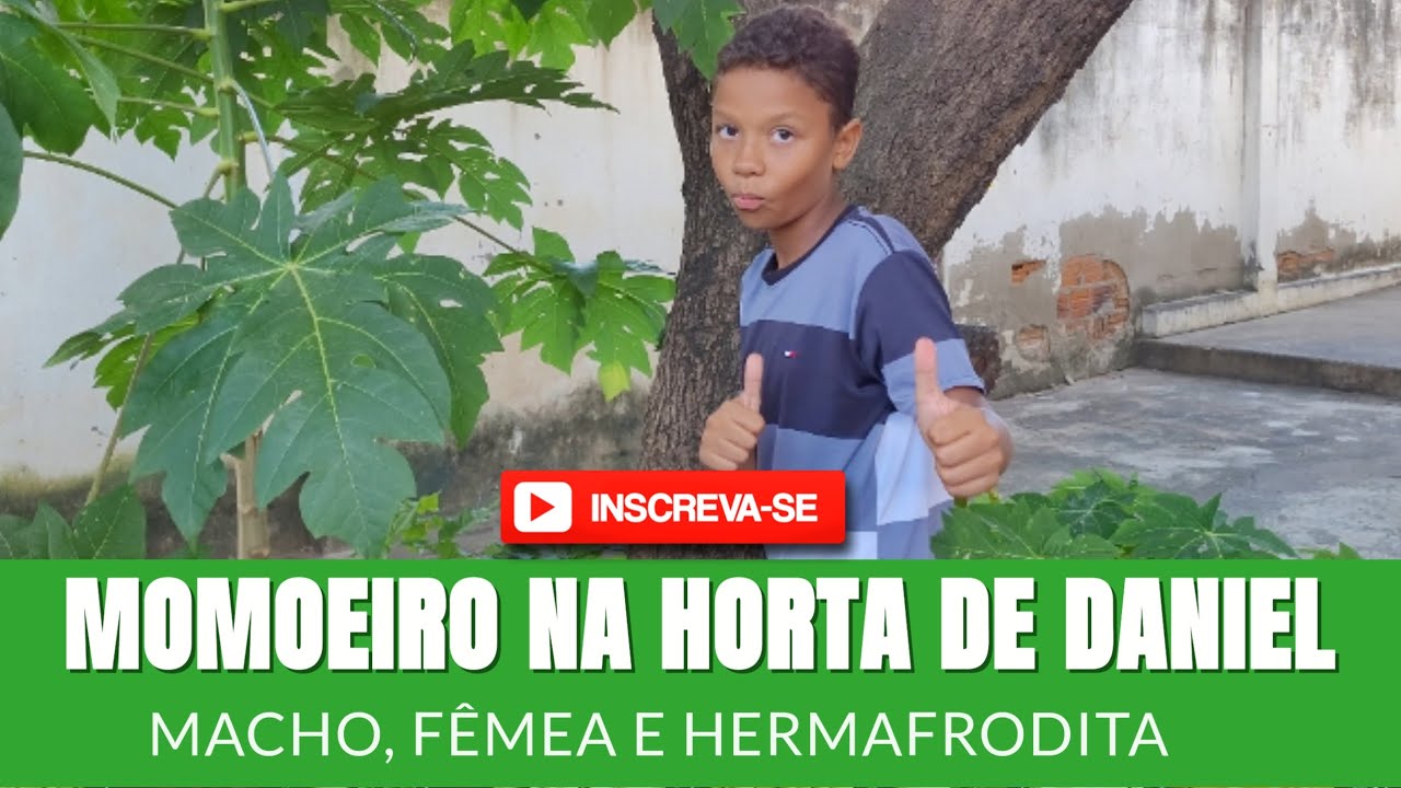 MAMOEIRO NA HORTA DE DANIEL - MAMOEIRO MACHO, FÊMEA E HERMAFRODITA - YouTube