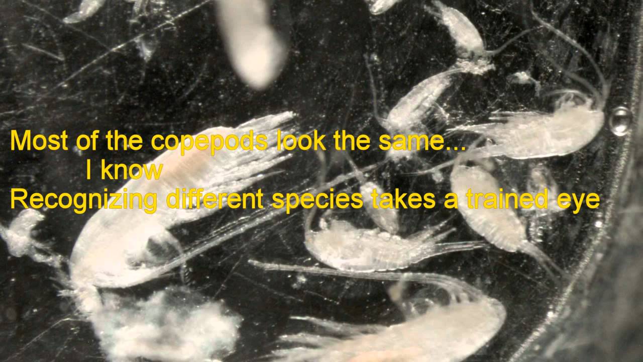 Zooplankton Sample to Data - YouTube