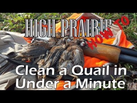 How To Clean a Quail in UNDER a MINUTE | Hunting Boot Camp - YouTube