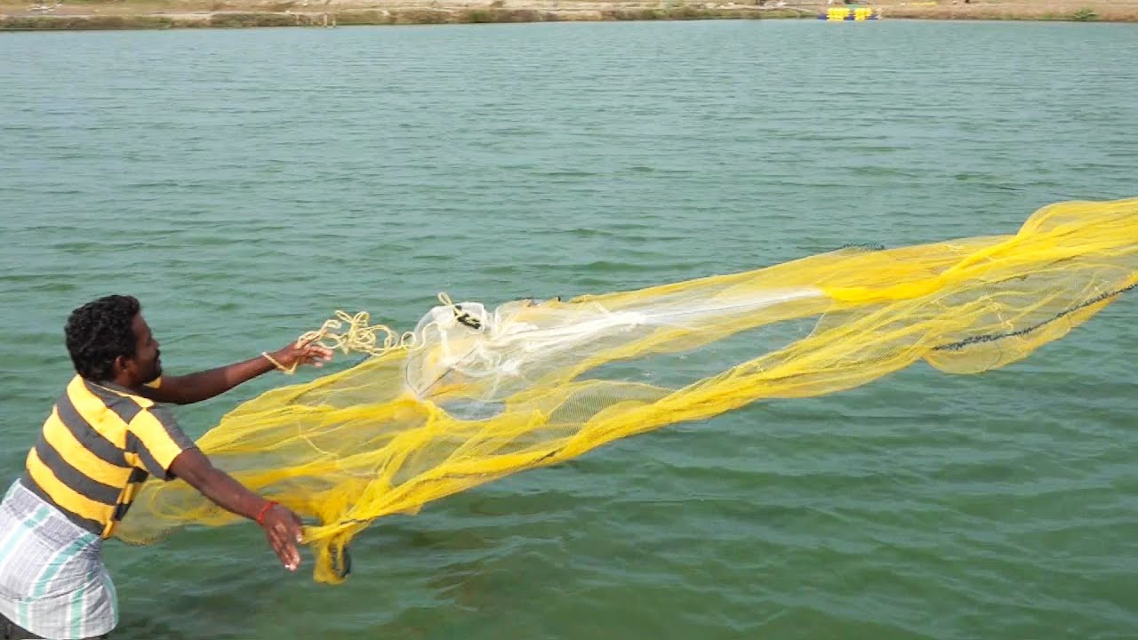 PRAWN CATCHING VIDEOS - YouTube