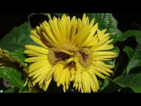 Mutant Conjoined Flower 5 Head Gerbera Daisy 7-9-2018 | Organic Slant ...