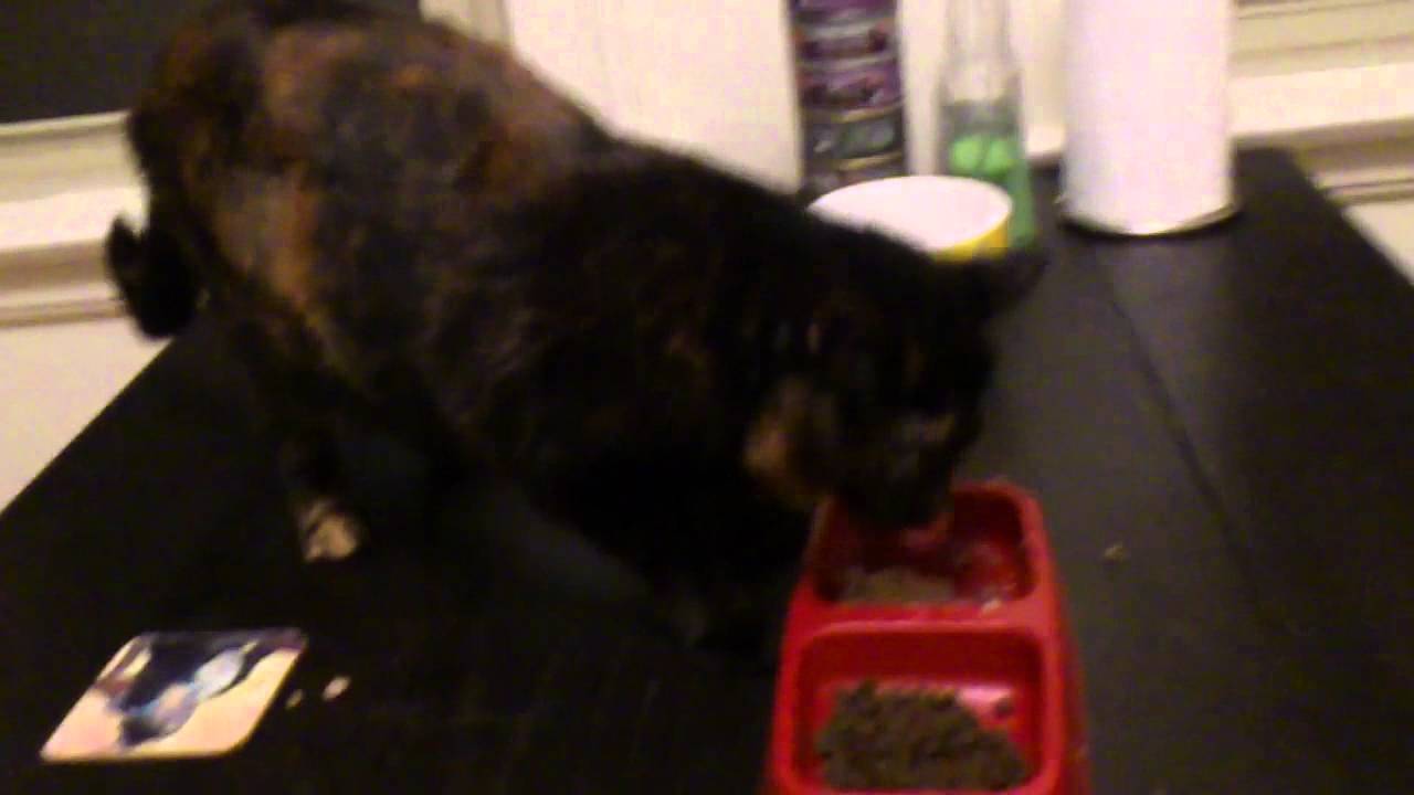 Penny eating - YouTube