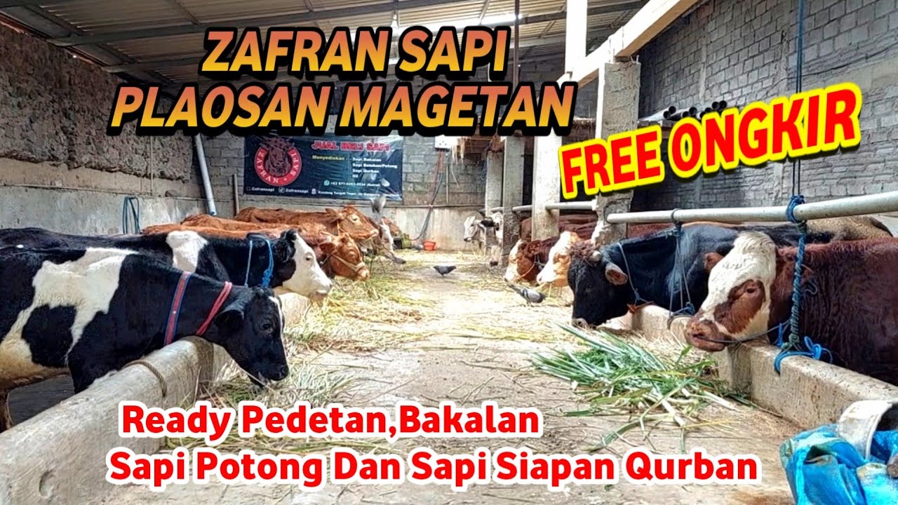 READY PEDETAN BAKALAN SAPI POTONG DAN SAPI QURBAN HARGA MURAH🔥 ZAFRAN ...