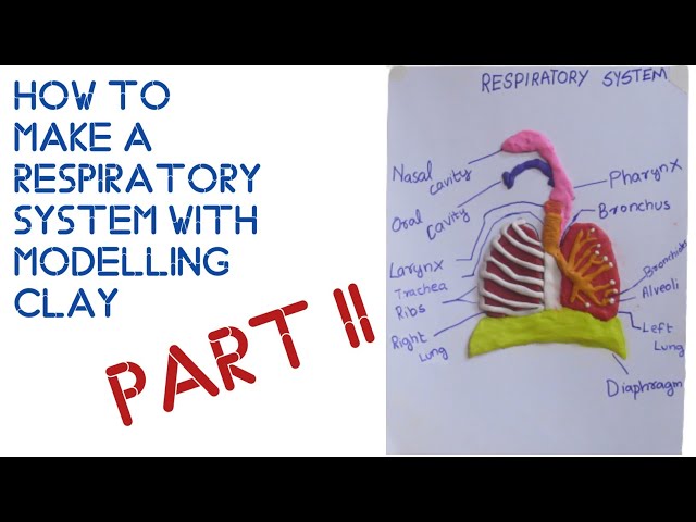 Respiratory System Model Clay