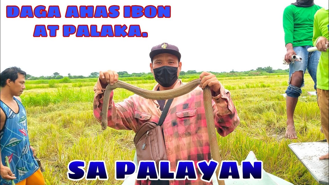 DAGA IBON AT AHAS SA PALAYAN BUHAY BUKID JRTV - YouTube