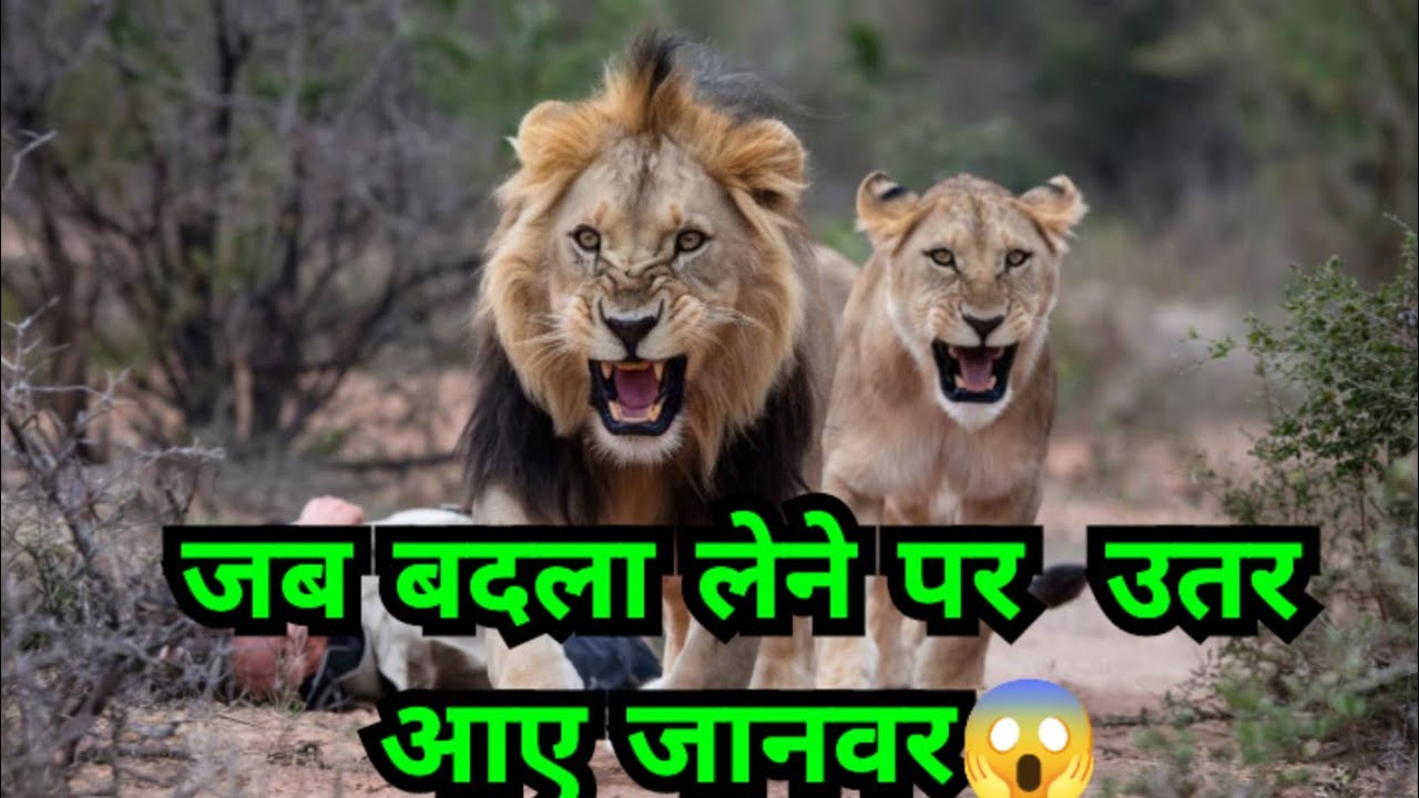 "खतरनाक बदला लेने वाले जानवर | शिकारियों से ऐसे लिया हिसाब | Shocking ...