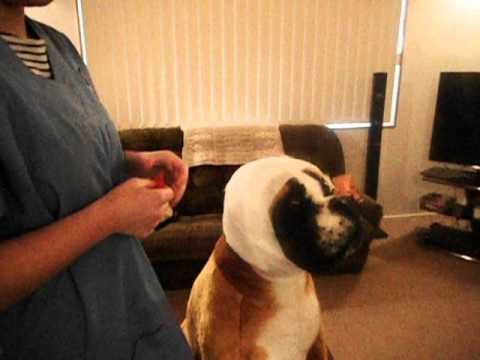 Ear bandage 2 - YouTube