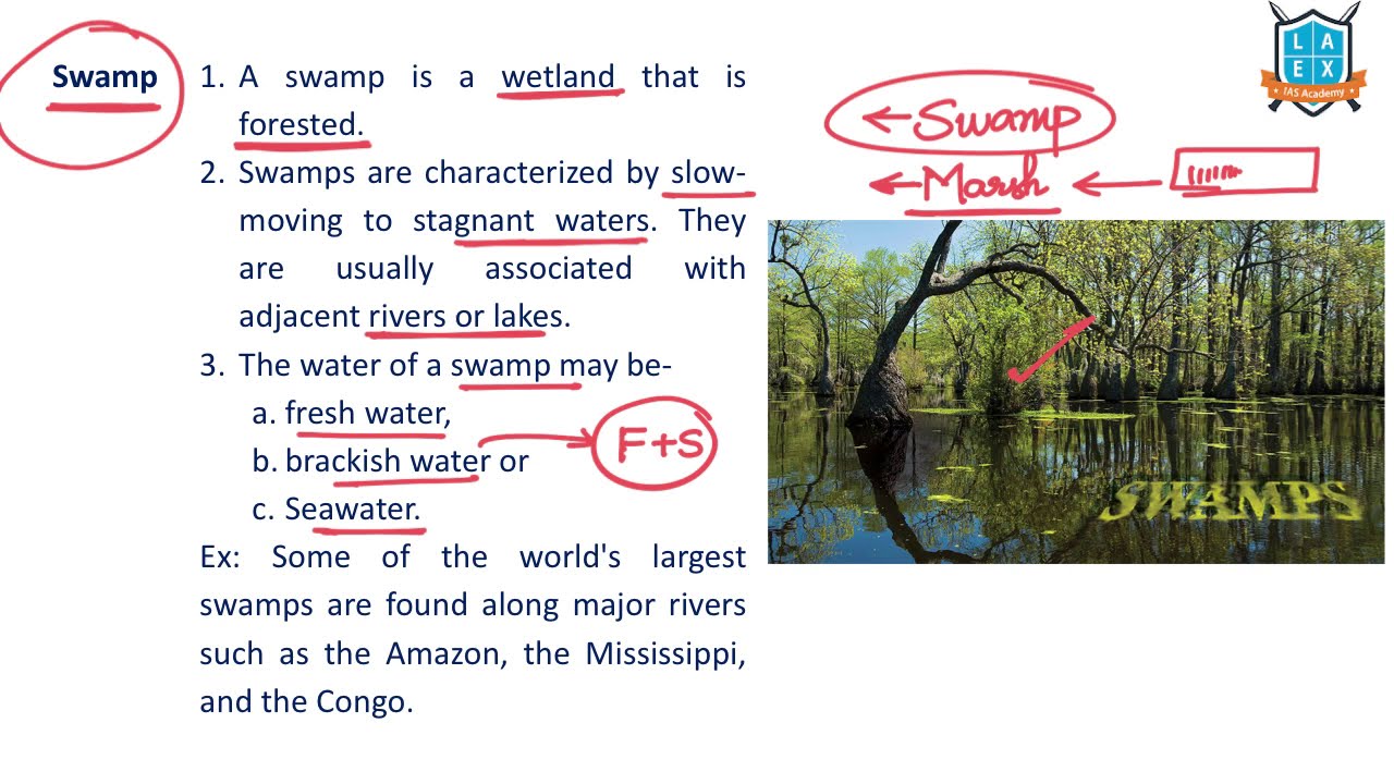 What is a Swamp? || Swamp అంటే ఏమిటి? || La Excellence - YouTube