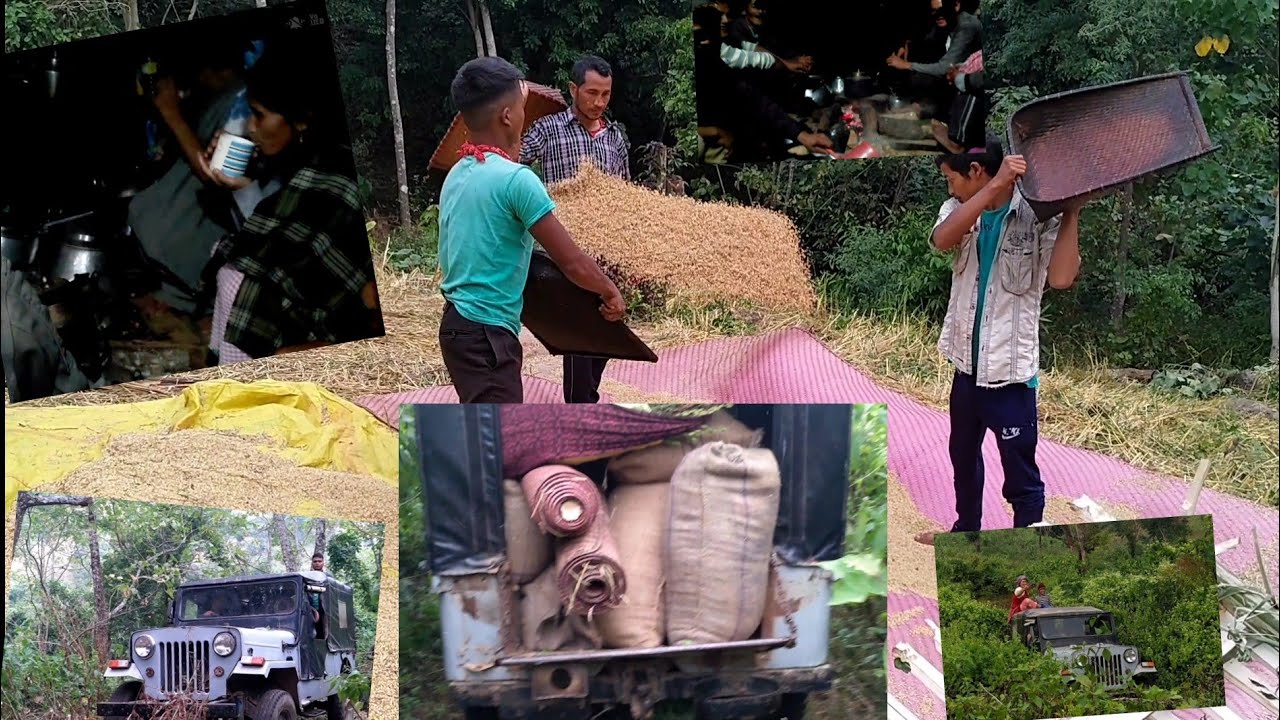 40: Jeep|| Harvesting season of Jhum paddy|| 640dp jeep. #jeep #Shoh ...