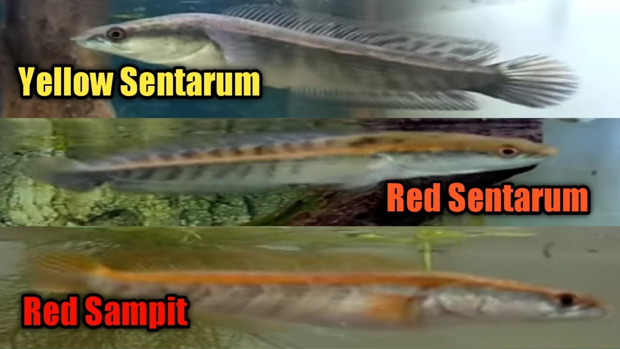 Perbedaan baby channa maru yellow sentarum red sentarum dan red sampit ...