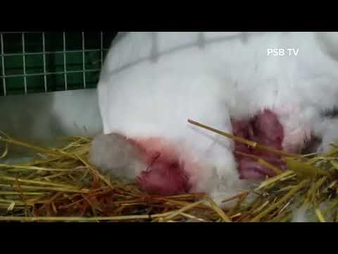 THE RABBIT GIVING BIRTH - YouTube