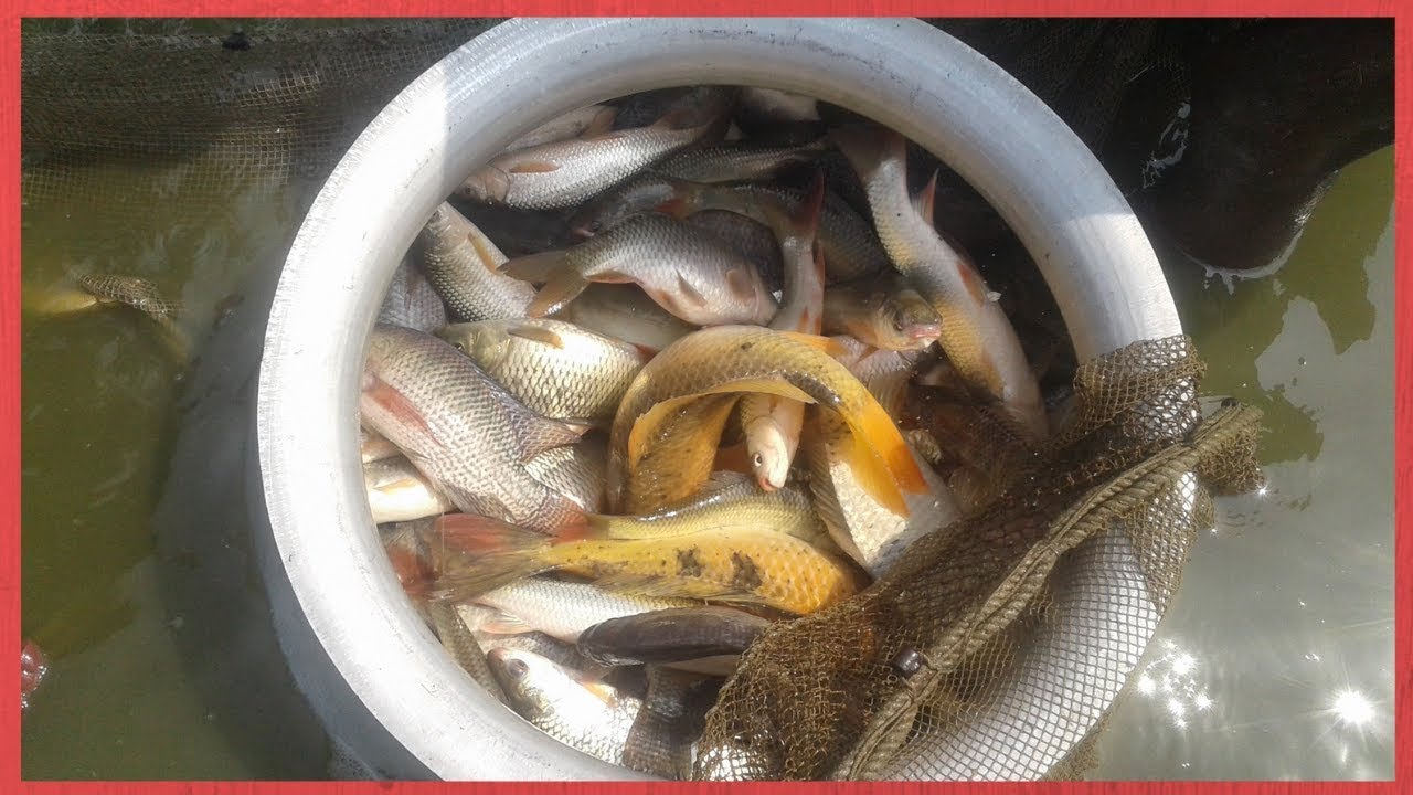 Net Fishing | Fisherman Catching Many Fish with Big Net | Net Fishing ...