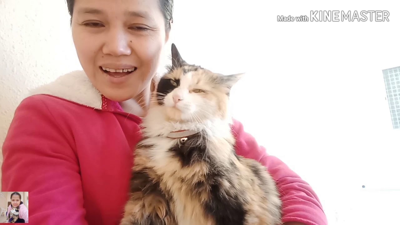 Cute ng kuting(kittens).nakakawala sila ng pagod. - YouTube