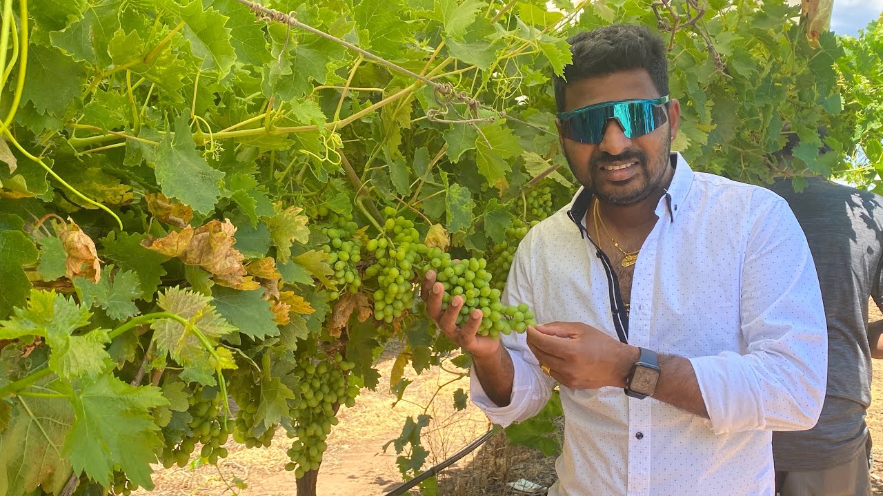 Mildura Grapes Farm - YouTube