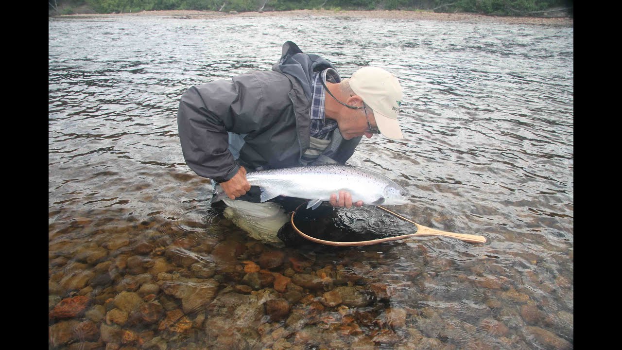 Labrador Atlantic Salmon | Big River Lodge - YouTube