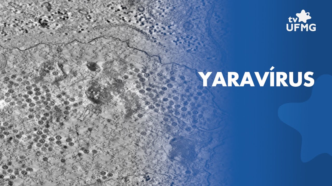 Yaravírus é descoberto por grupo de pesquisadores da UFMG - YouTube