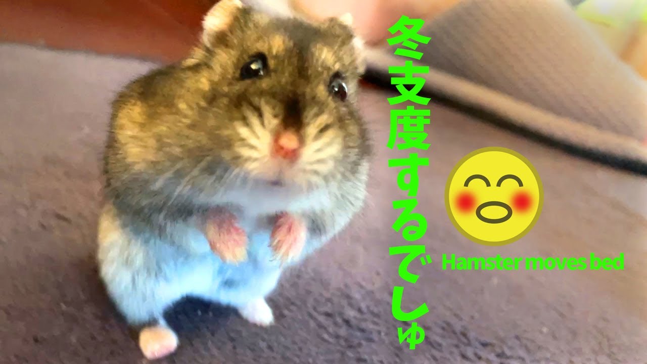 こっそり荷物を運んでましゅ!! Hamster busy with moving work!! - YouTube